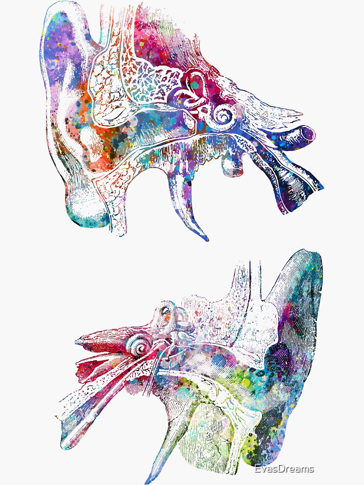 "Human Ear Anatomy" Sticker for Sale by EvasDreams | Redbubble