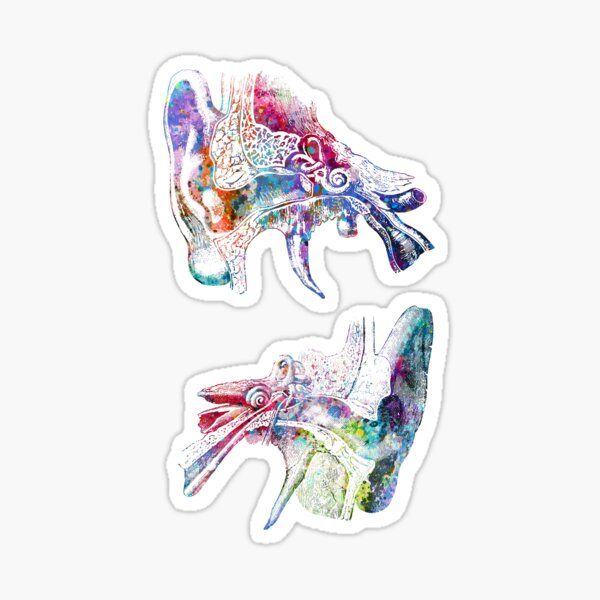 "Human Ear Anatomy" Sticker for Sale by EvasDreams | Redbubble