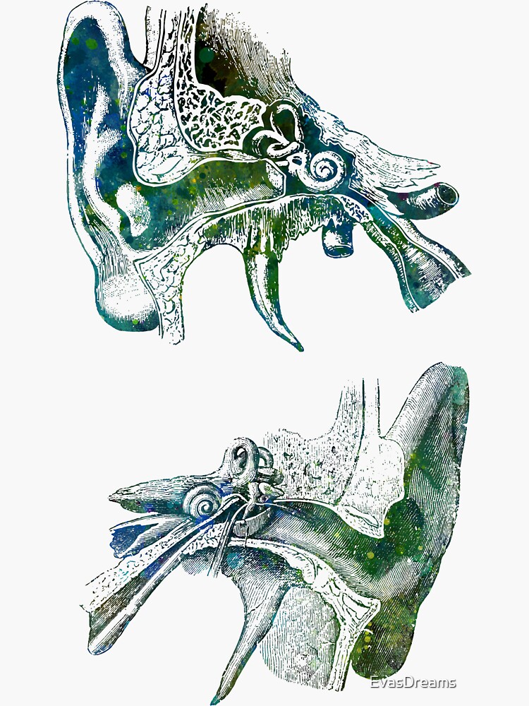 "Human Ear Anatomy" Sticker for Sale by EvasDreams | Redbubble
