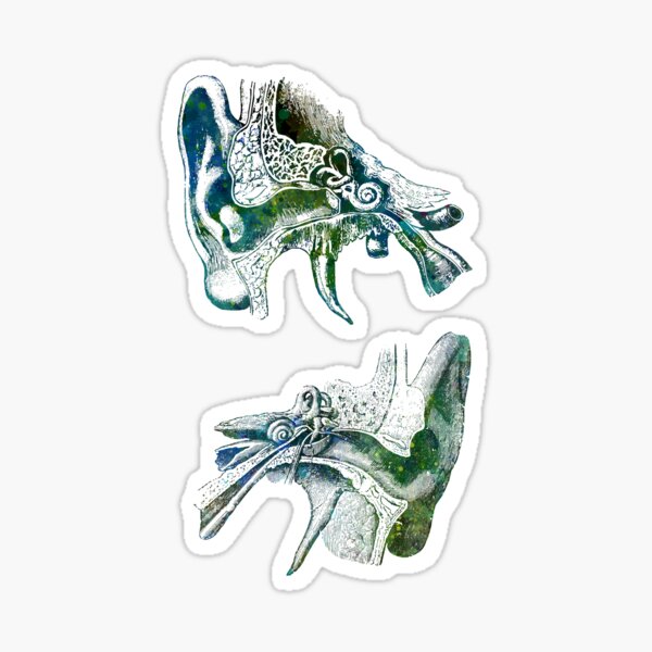 "Human Ear Anatomy" Sticker for Sale by EvasDreams | Redbubble