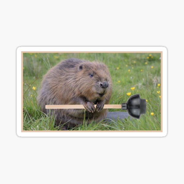 "Beave, beaver baby furry love, rescue beaver, beaver with toilet ...
