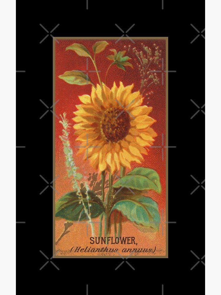 "Vintage Cottagecore Aesthetic Sunflower Illustration" Poster for Sale ...