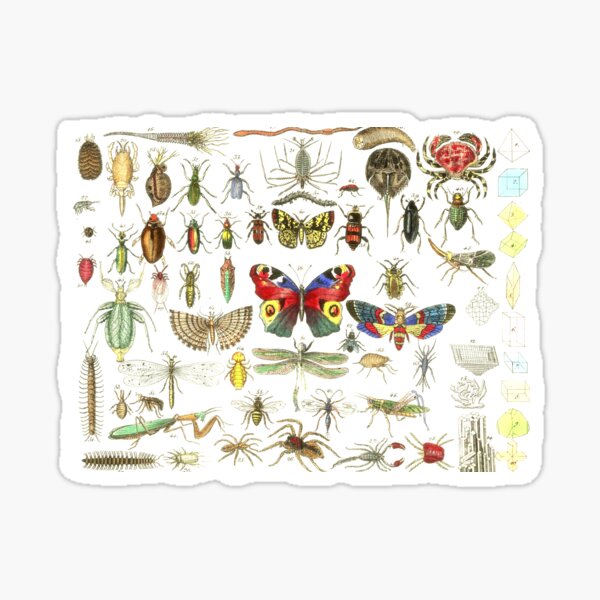 "Vintage Insect Poster " Sticker for Sale by AimeeMcCurdy | Redbubble