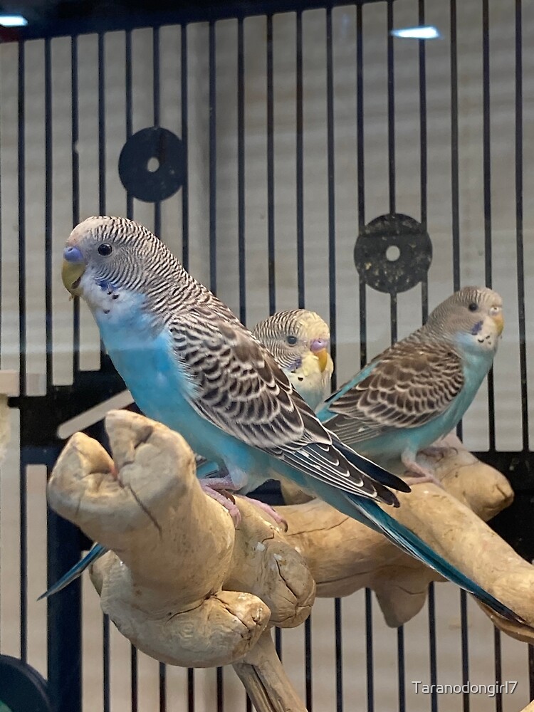 Lindos Periquitos Azules