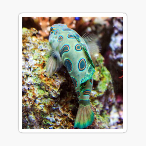 "Polka Dotted Fish" Sticker for Sale by Sharon1955 | Redbubble
