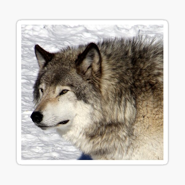 "Timberwolf " Sticker by vette | Redbubble