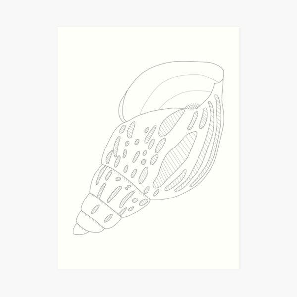 "Sea Snail Shell Line Drawing" Art Print for Sale by KsbAesthetics ...