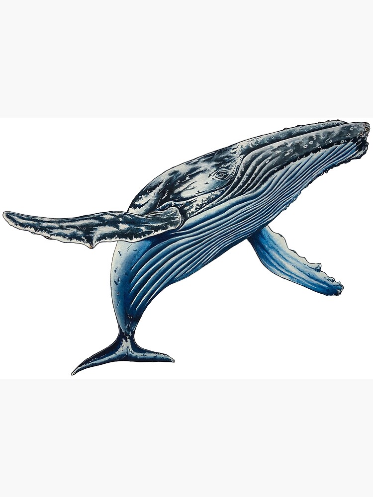 Fotodruck for Sale mit "Buckelwal" von Alex Hall | Redbubble