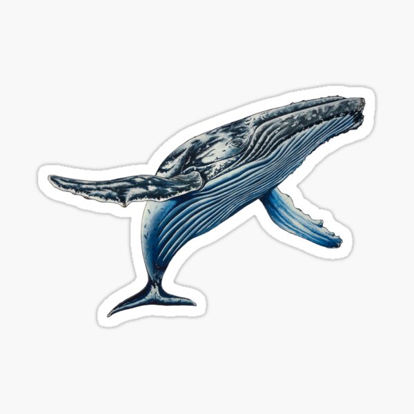 "Humpback Whale" Sticker by sharkboyalex | Redbubble