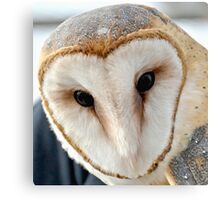 "Barn Owl" by Amy McDaniel | Redbubble