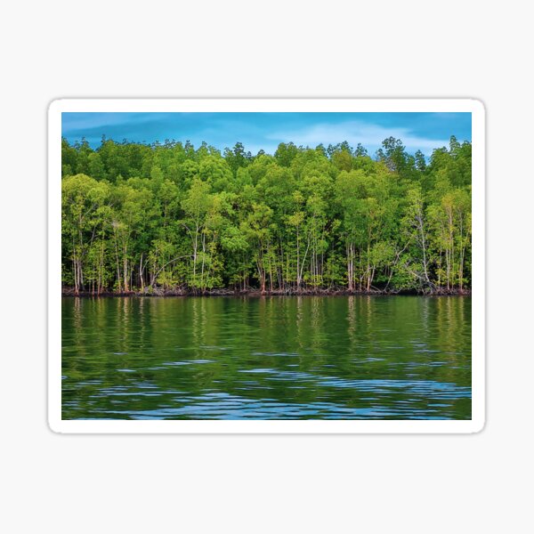 "Mangrove Swamp Forest Reserve" Sticker by DCapparels | Redbubble