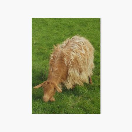 "Scruffy Goat" Art Board Print for Sale by AbnormalLoad | Redbubble