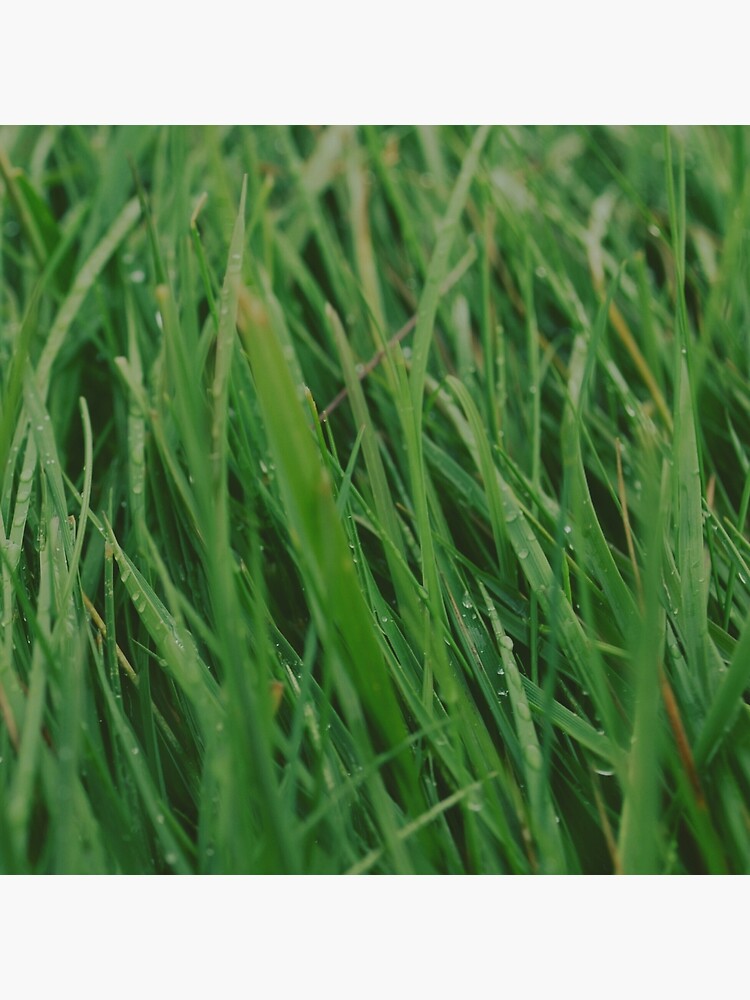 "Green grass print" Poster by Trisha710 | Redbubble