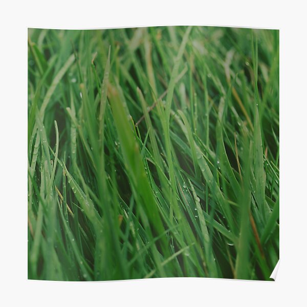 "Green grass print" Poster by Trisha710 | Redbubble