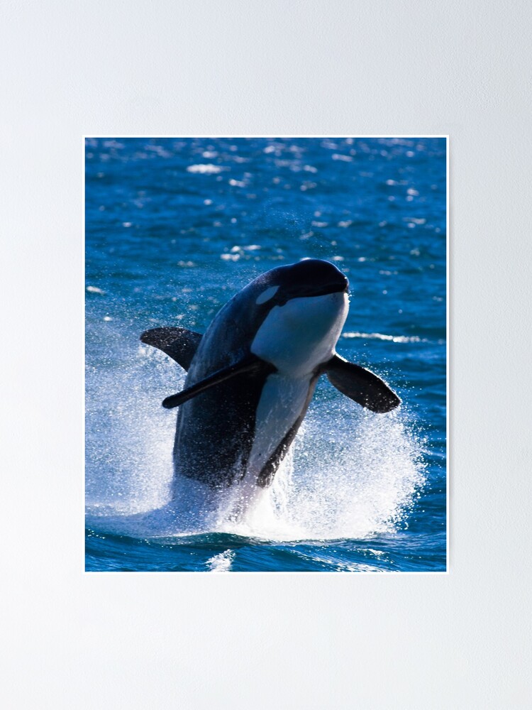"The orca" Poster by Olympique1359 | Redbubble