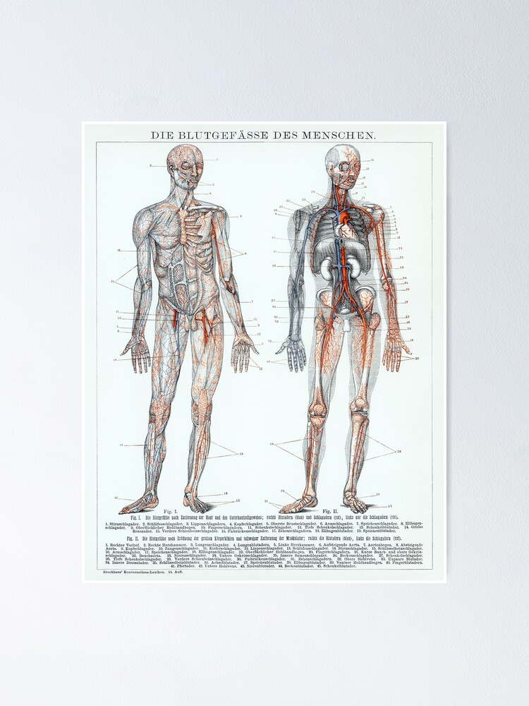 "Vintage German Human Anatomy Chart" Poster by pdgraphics | Redbubble
