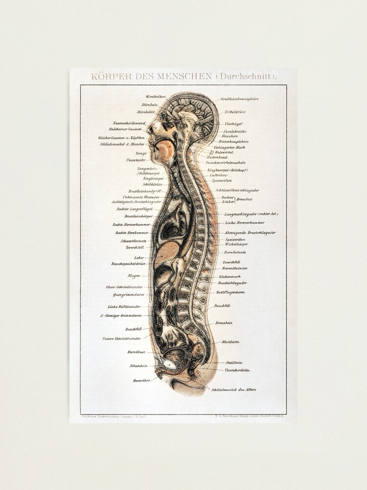 "Vintage German Human Anatomy Chart" Photographic Print by pdgraphics ...