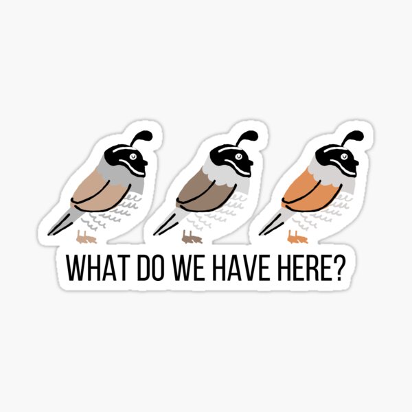 "Quail quail quail, what do we have here? funny bird pun" Sticker for ...