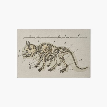 "Flying Bison Skeleton Diagram" Art Board Print by Divvvv | Redbubble