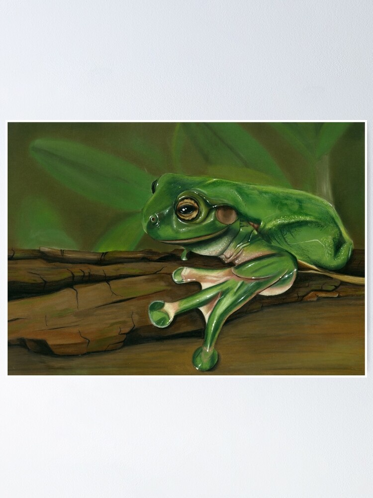 "Green tree Frog" Poster for Sale by casshanley | Redbubble