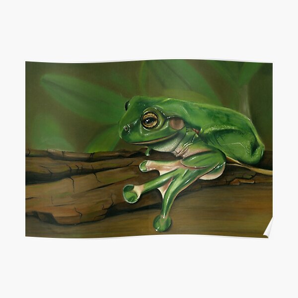 "Green tree Frog" Poster for Sale by casshanley | Redbubble