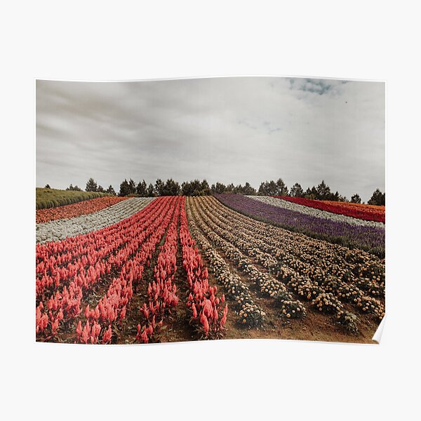 "Flower field " Poster for Sale by knotee-co | Redbubble