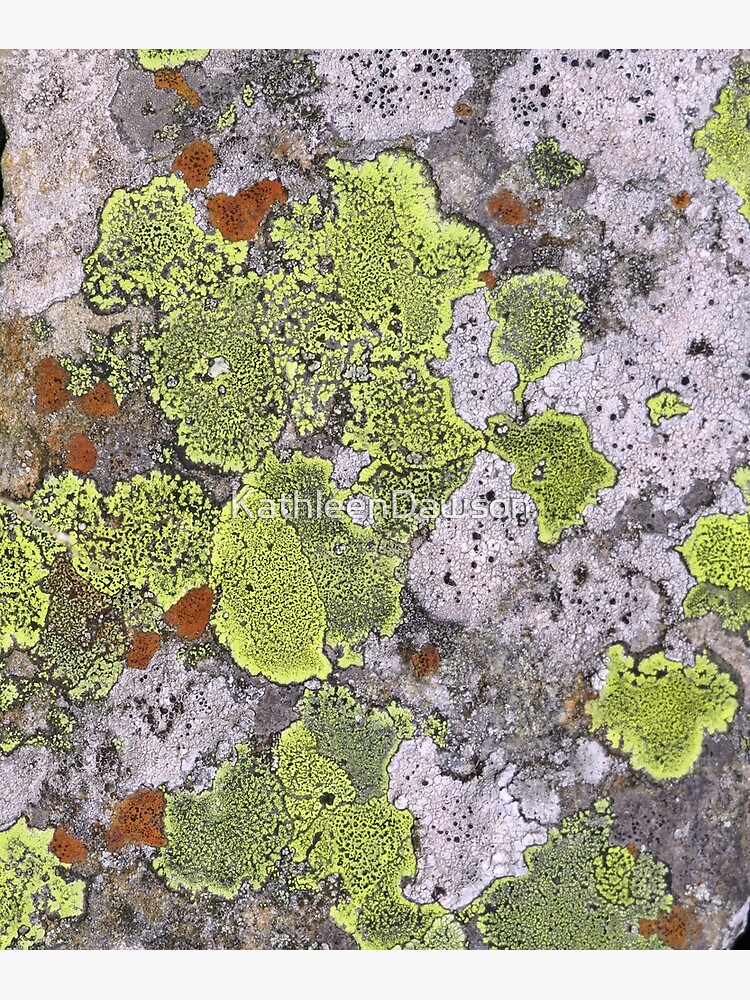 "lichen" Poster by KathleenDawson | Redbubble