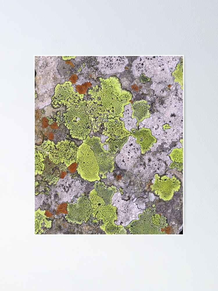 "lichen" Poster by KathleenDawson | Redbubble