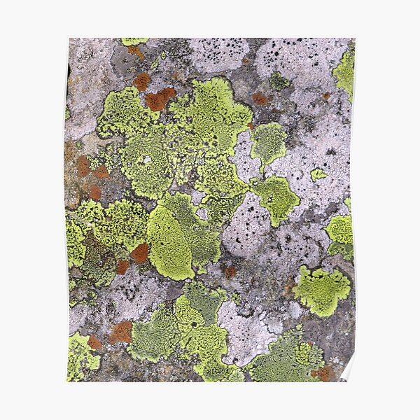 "lichen" Poster by KathleenDawson | Redbubble