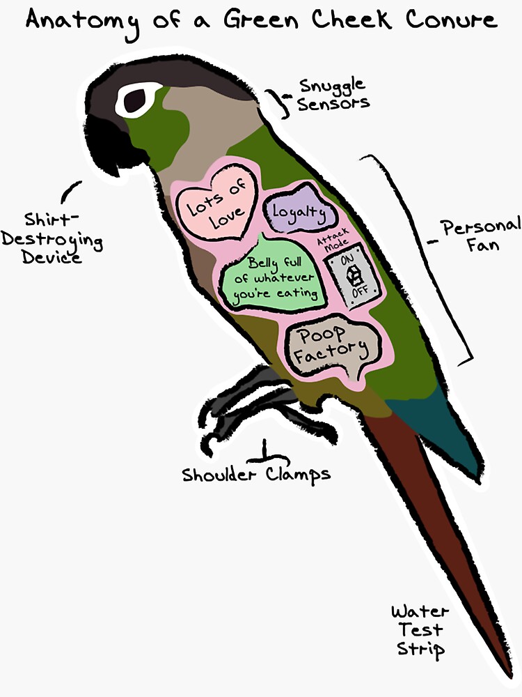 "Anatomy of a Green Cheek Conure " Sticker for Sale by Jessmarcis ...