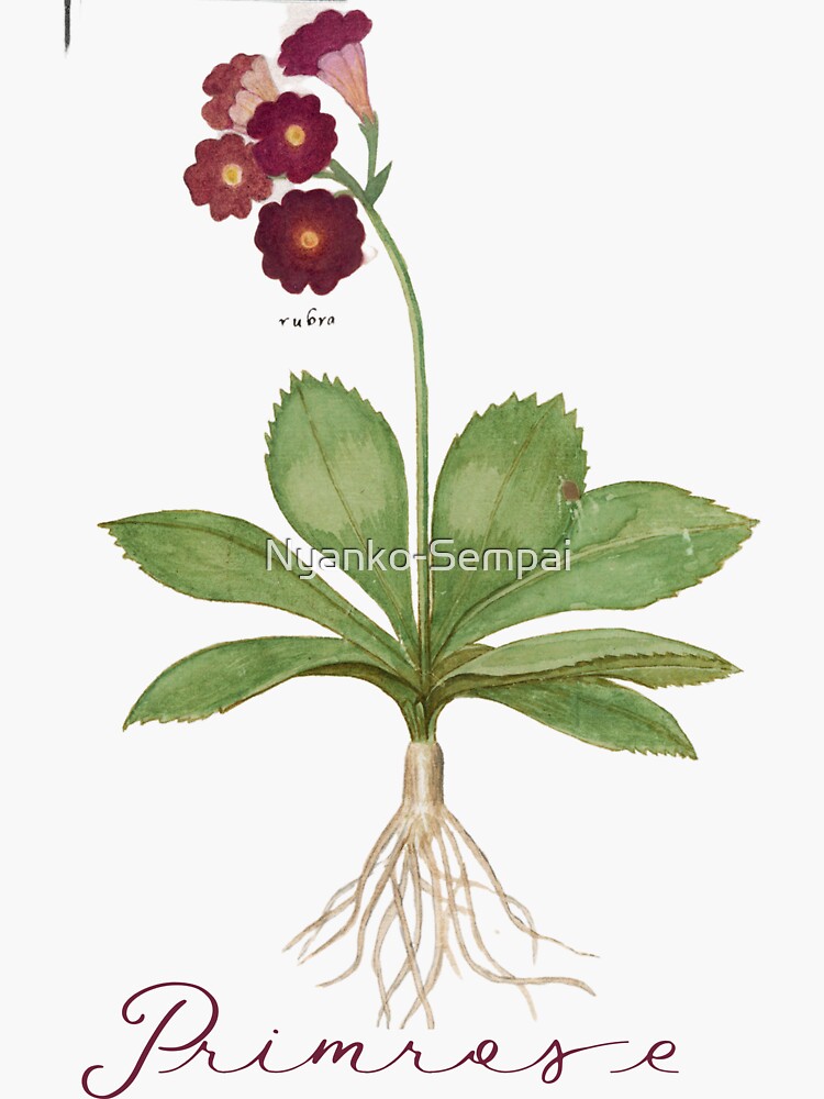 "Primrose " Sticker for Sale by Nyanko-Sempai | Redbubble