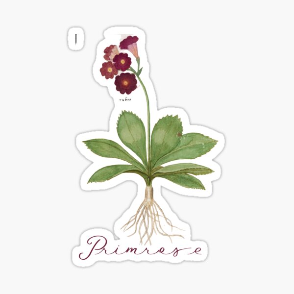 "Primrose " Sticker for Sale by Nyanko-Sempai | Redbubble