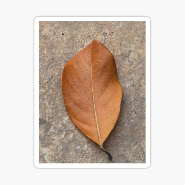 "Brown Leaf" Sticker by JessicaMessica9 | Redbubble