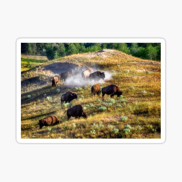 "Bison at the National Bison Range - Montana" Sticker by kdxweaver ...