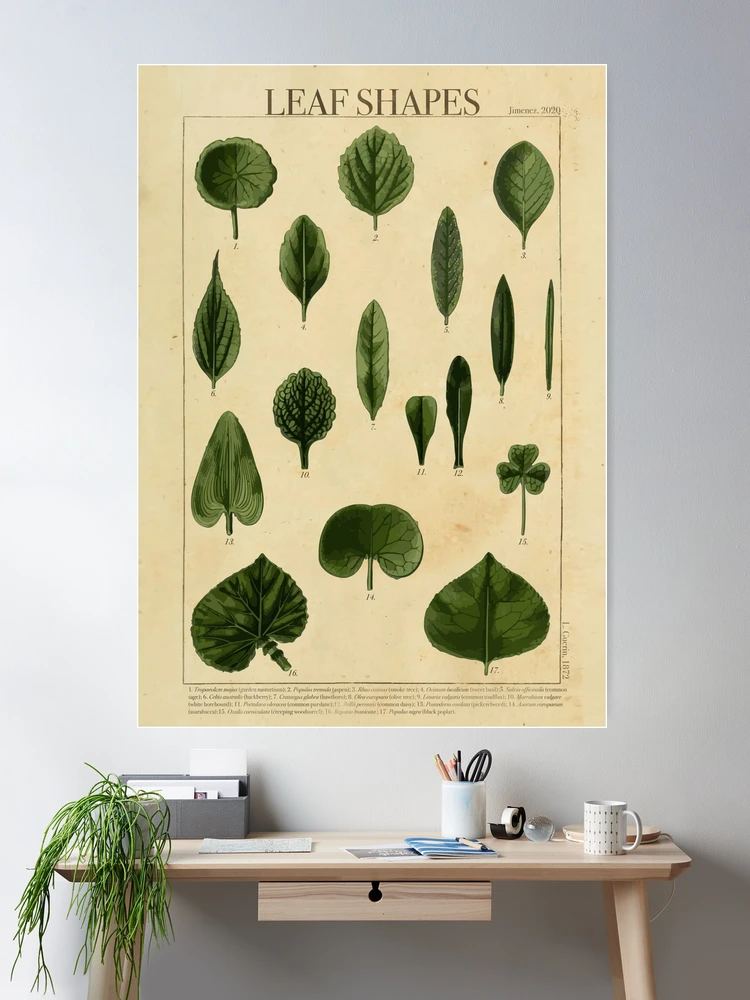 Leaf Shapes Poster Premium Vector | Set Of Posters With Elements Of