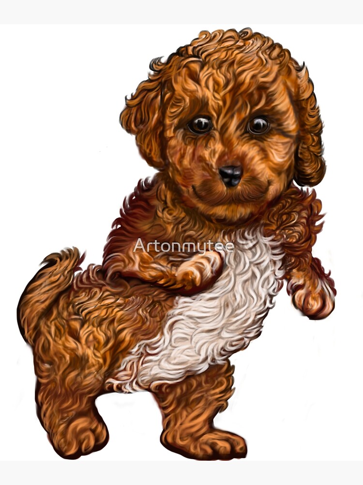 "Cavapoo Cavoodle puppy dancing- cute cavalier king charles spaniel ...