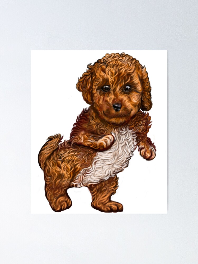 "Cavapoo Cavoodle puppy dancing- cute cavalier king charles spaniel ...