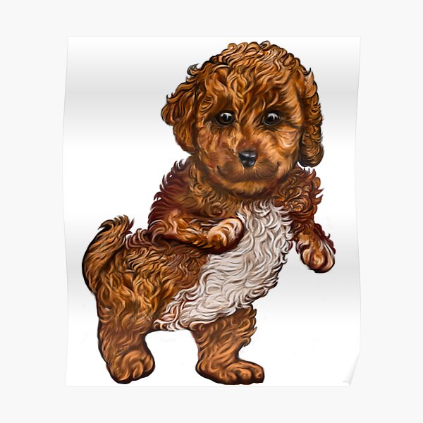 "Cavapoo Cavoodle puppy dancing- cute cavalier king charles spaniel ...