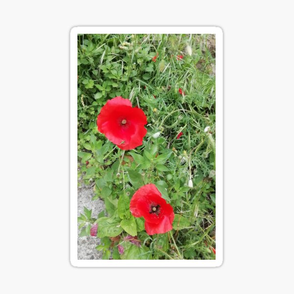 "Poppy, I love you too much" Sticker for Sale by PlanetUnionE | Redbubble