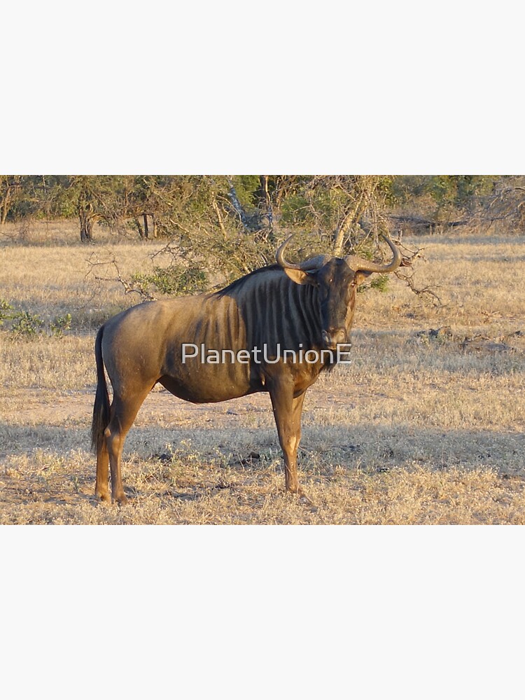 "Wildebeest" Sticker for Sale by PlanetUnionE | Redbubble