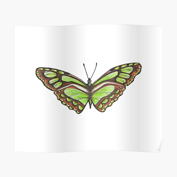 "Green Butterfly" Poster for Sale by DeniFreeman | Redbubble