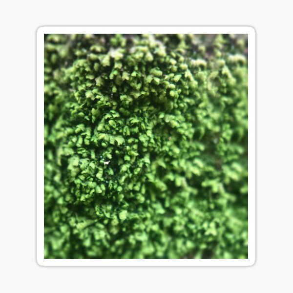 "Macro Photo Of Moss" Sticker by ShoeboxGarden | Redbubble
