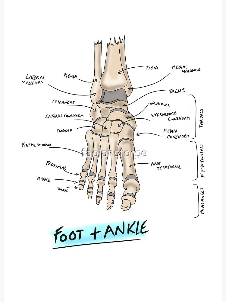 "Boney Anatomy of the foot and ankle " Art Board Print for Sale by ...