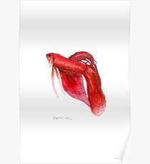 Betta Fish: Posters | Redbubble