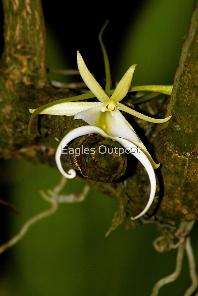 "The Elusive Ghost Orchid Flower" by Jason Pepe | Redbubble