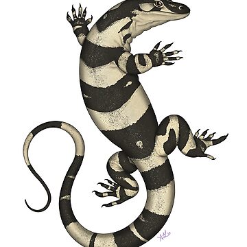 "Lace Monitor" Poster for Sale by miss-varanus | Redbubble