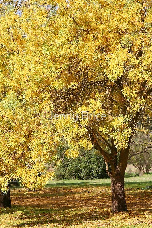 "Golden Ash Tree in Autumn" by Jenny Brice | Redbubble