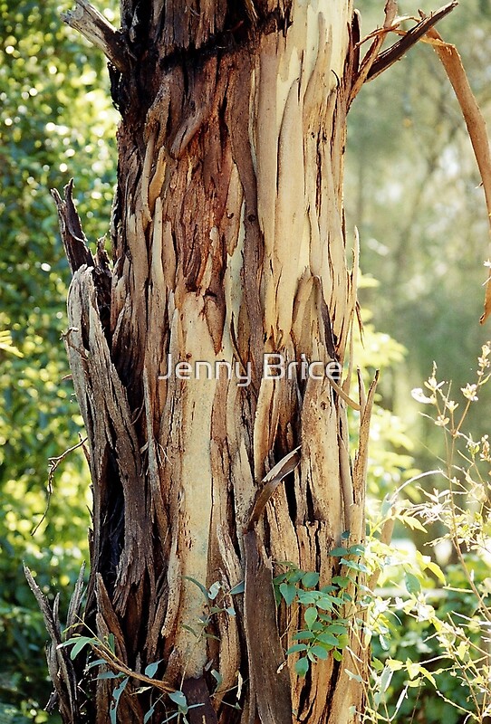 "Gum Tree Trunk" by Jenny Brice | Redbubble