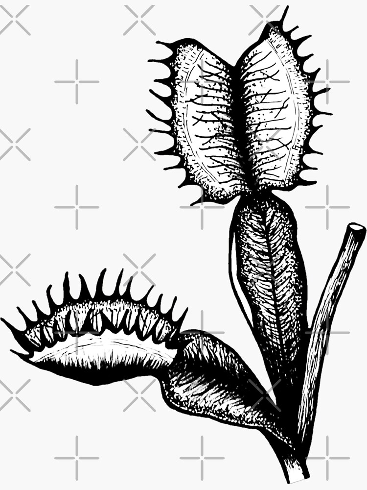 "Venus Flytrap " Sticker for Sale by MYLCreations | Redbubble