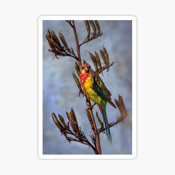 "Rosella on flax" Sticker by DVart-nz | Redbubble